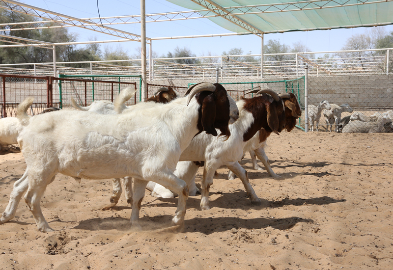 ADFSC livestock market open in Bani Yas until Eid - Hotelier Middle East