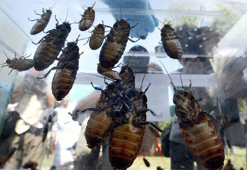 Rat, cockroach-infested Abu Dhabi eatery shut down - Hotelier Middle East