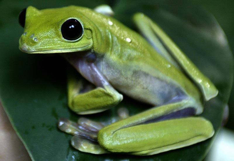 Frog found in coke can - Hotelier Middle East