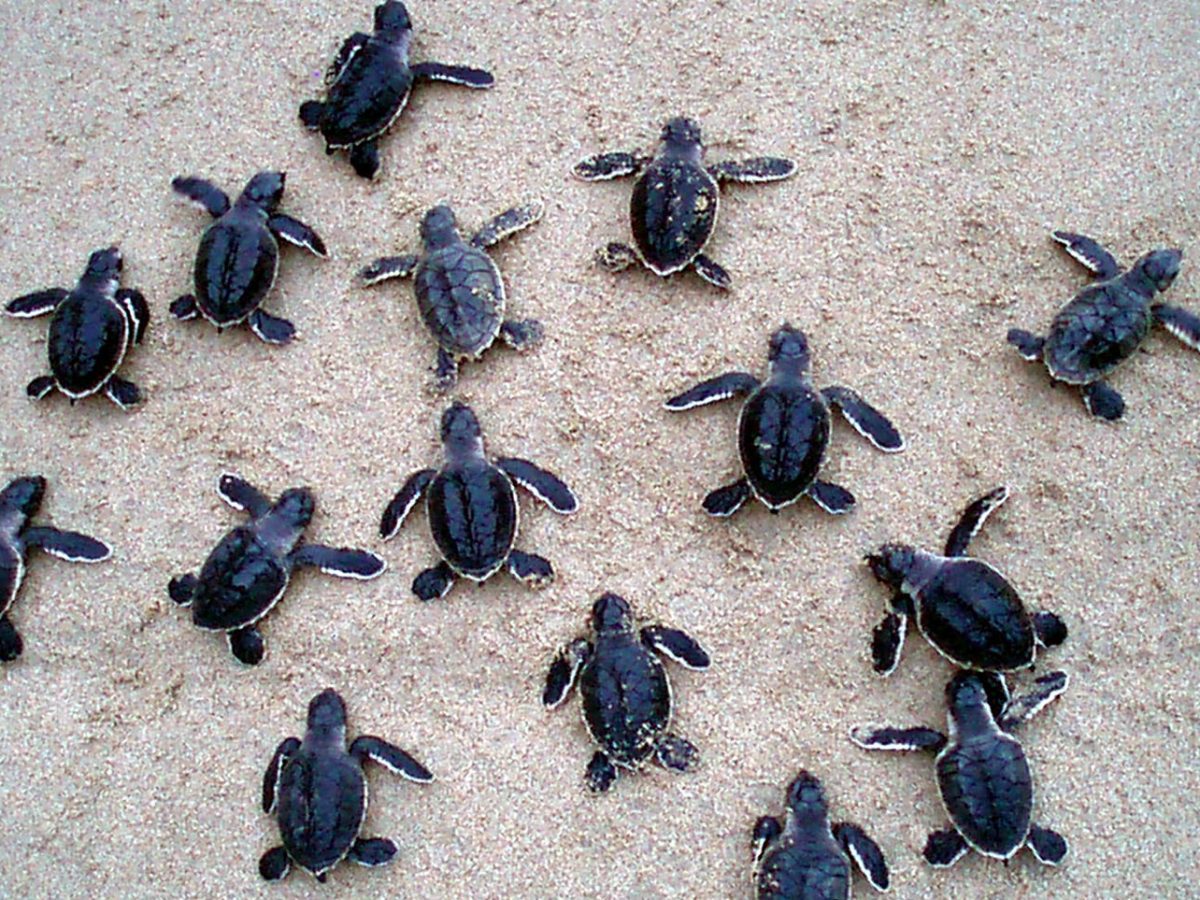 Jumeirah Al Naseem turtles check into Dubai Aquarium & Underwater Zoo ...