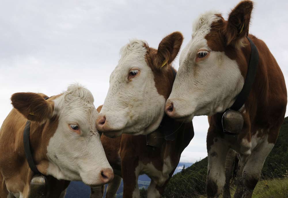 Meat trends are on the moo-ve - Hotelier Middle East