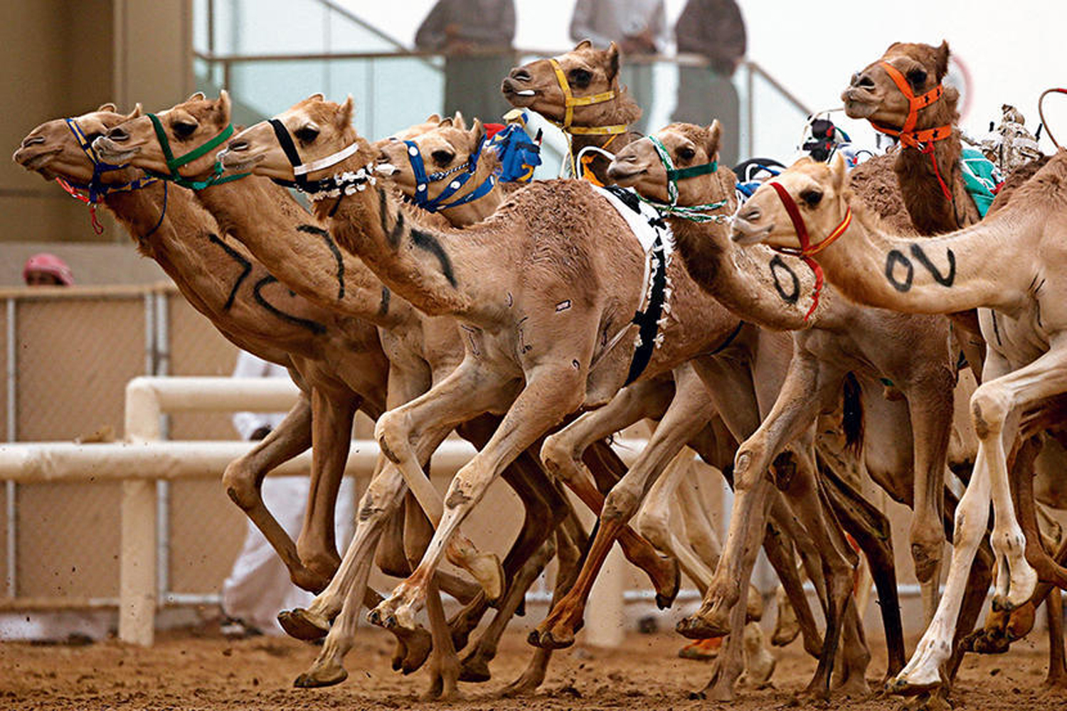 Camel Racing in UAE and Oman added to UNESCO list of intangible ...