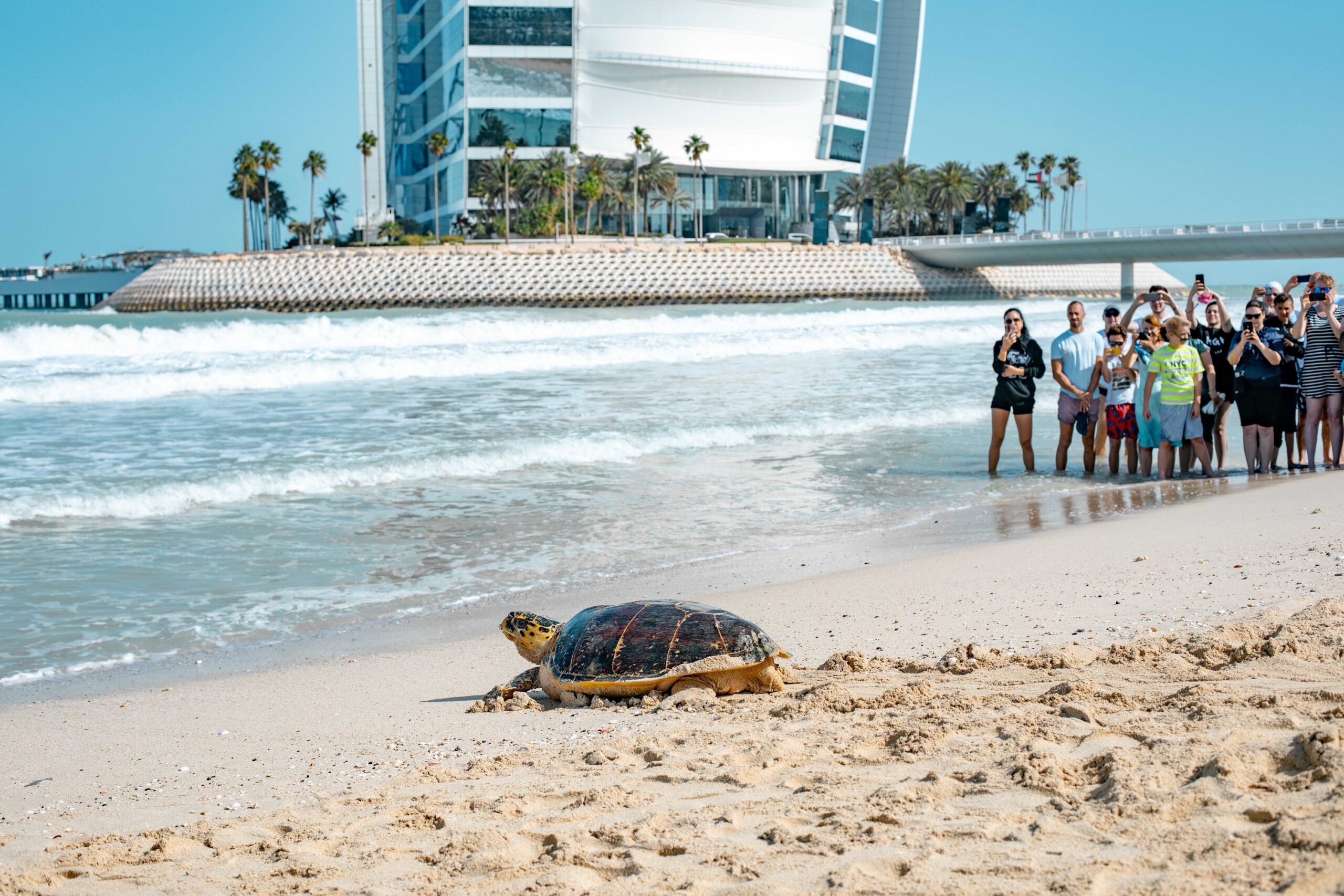 Jumeirah Hotel group releases 60 rescued, rehabilitated turtles ...
