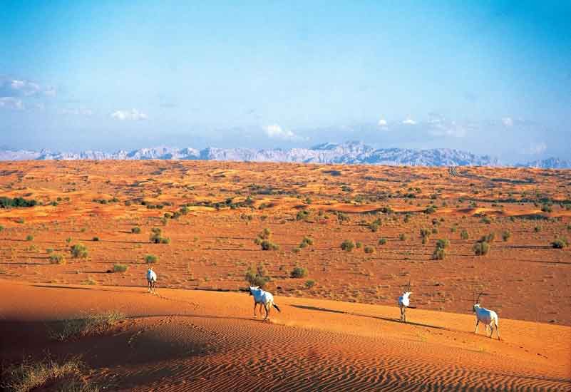 Abu Dhabi eyes eco-friendly desert resorts - Hotelier Middle East