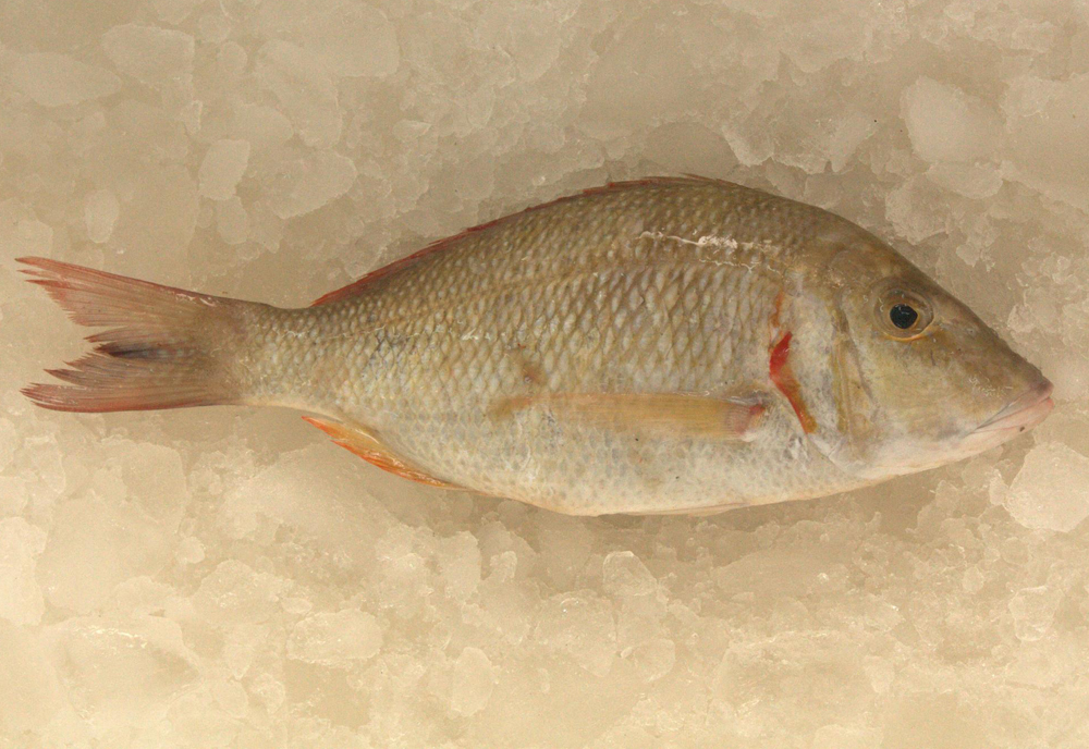 UAE's first sustainable fish cookbook released - Hotelier Middle East