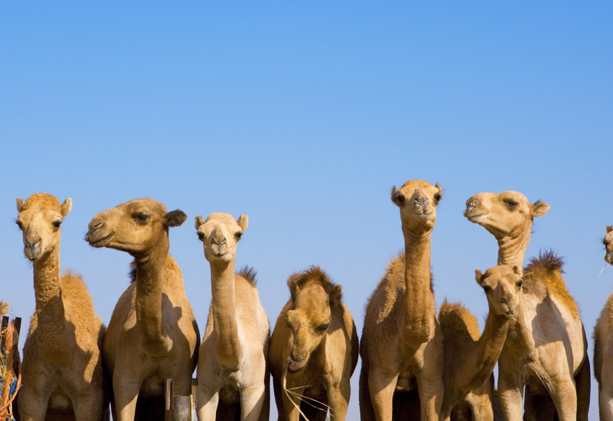 Top 10 things to know about Abu Dhabi - Hotelier Middle East