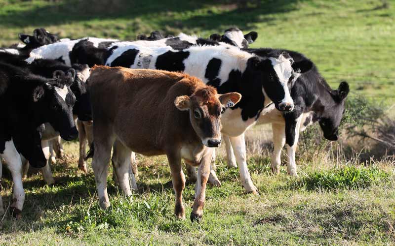 Horeca opens new distribution centre in Abu Dhabi - Hotelier Middle East