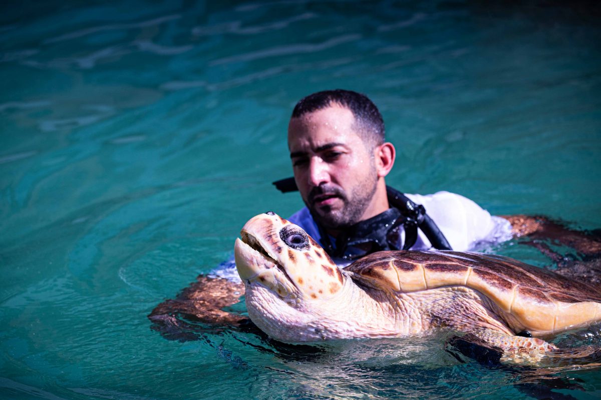 Jumeirah Group continues CSR push with Turtle Rehabilitation Project - Hotelier Middle East