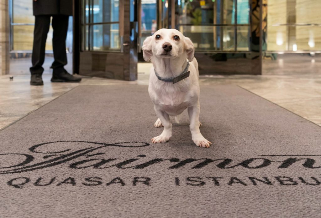 Meet Gofret, the good boy of Fairmont Quasar Istanbul - Hotelier Middle ...
