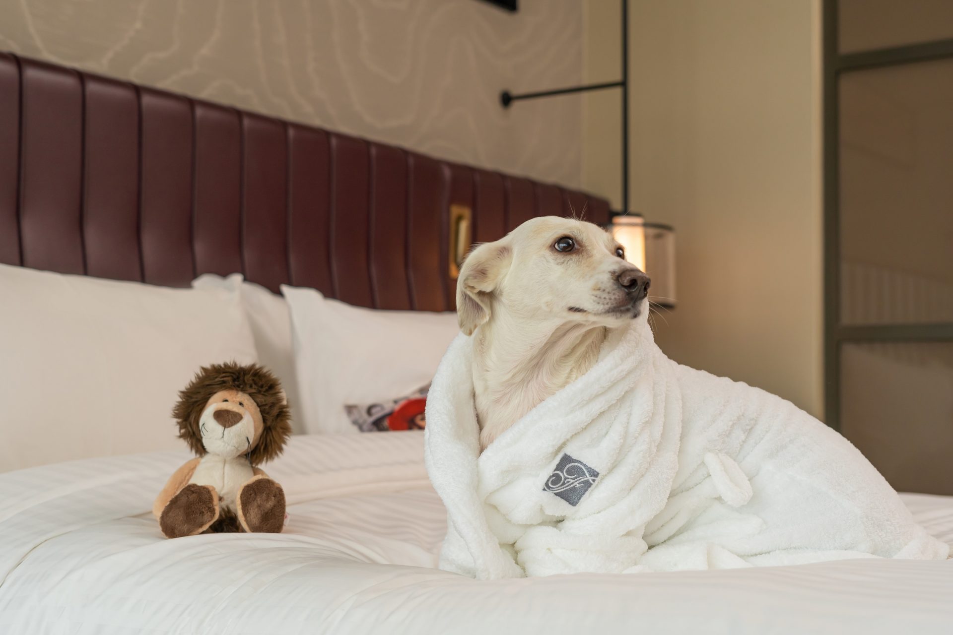 Meet Gofret, the good boy of Fairmont Quasar Istanbul - Hotelier Middle ...
