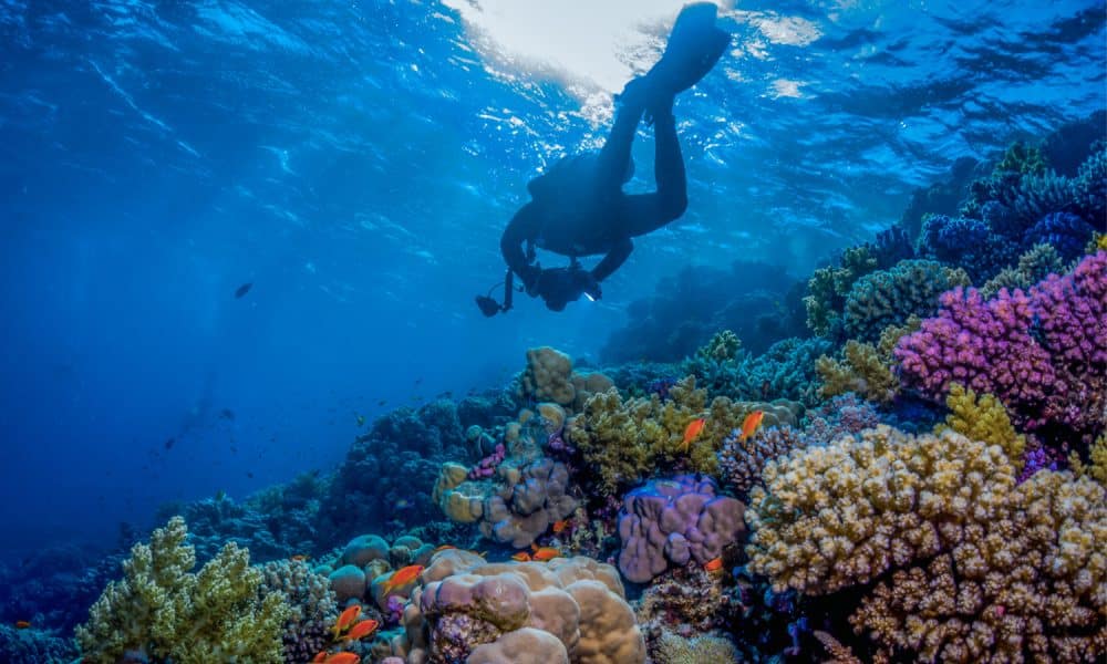 Red Sea Global, KAUST & Aptamind Partners advocate regenerative tourism ...